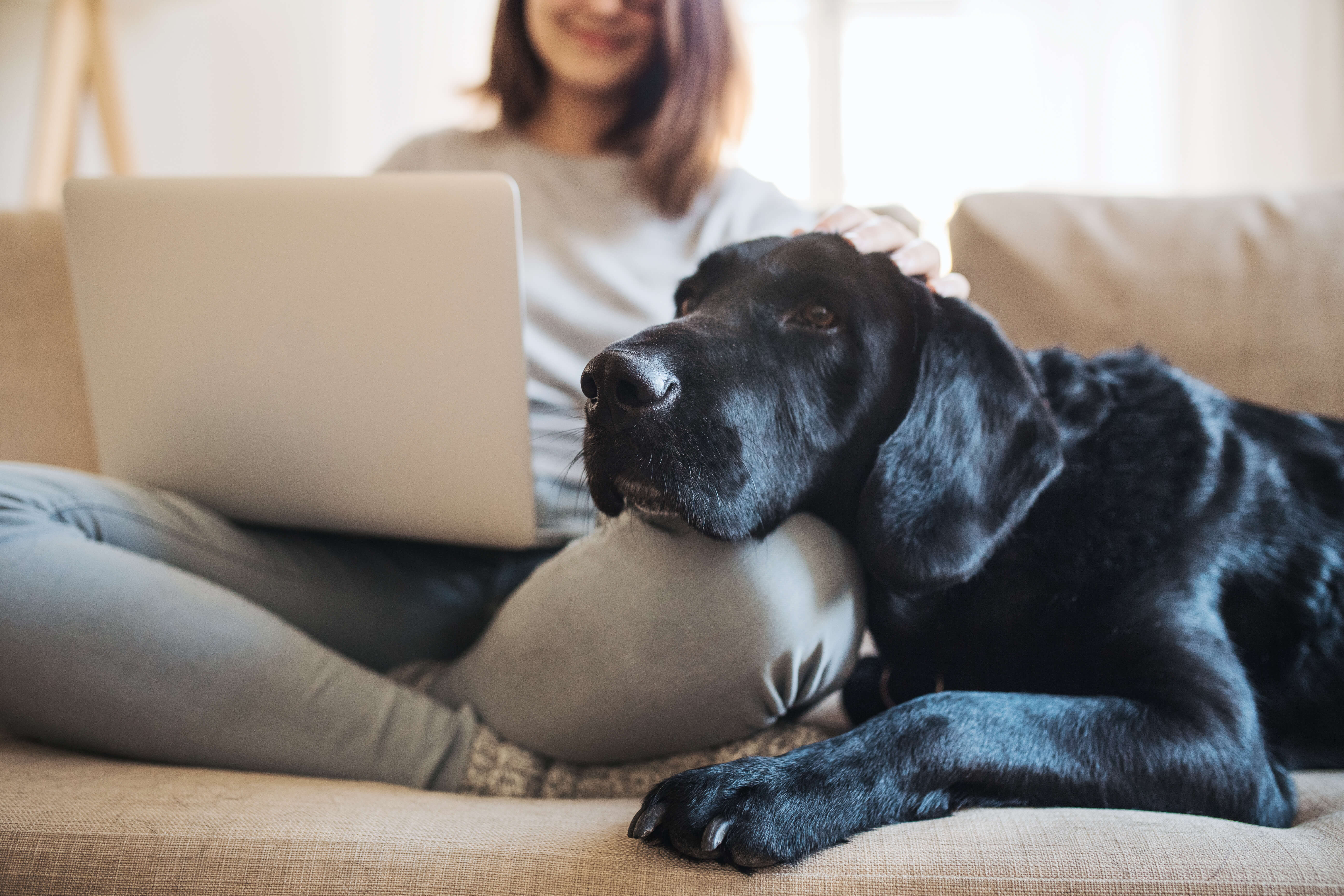 Pet Industry Federation Croner Group